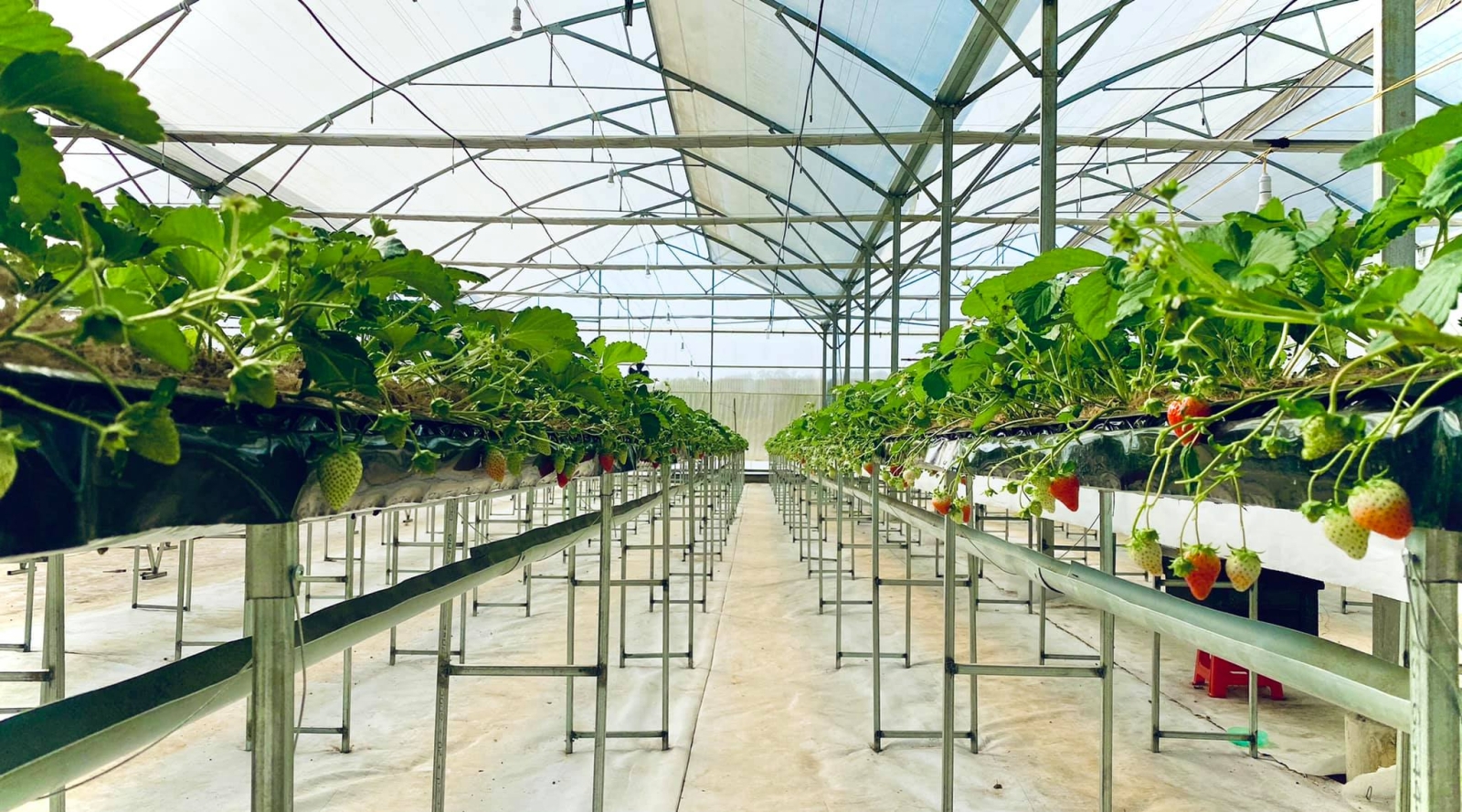 Khu Nông nghiệp Công nghệ cao Măng Đen: Điểm du lịch sinh thái độc đáo